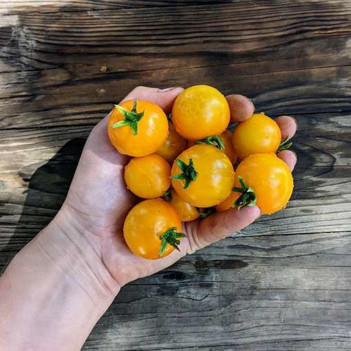 Balcony Miracle Golden Tomato-Meraki Seeds