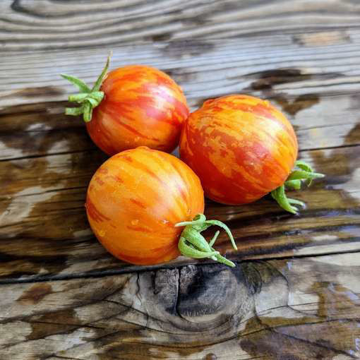 Bonte Tigret Micro Dwarf Tomato-Meraki Seeds
