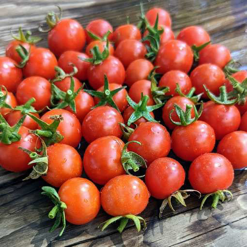 Candy Berry Tomato-Meraki Seeds