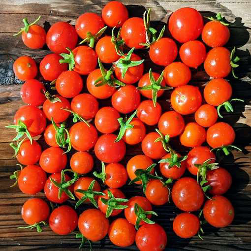 Candy Berry Tomato-Meraki Seeds