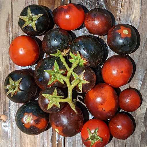 Inkspot Micro Dwarf Tomato-Meraki Seeds