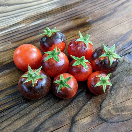 Inkspot Micro Dwarf Tomato-Meraki Seeds