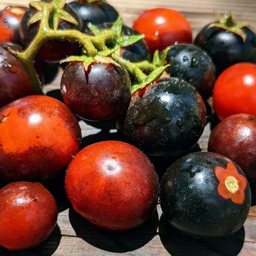 Inkspot Micro Dwarf Tomato-Meraki Seeds