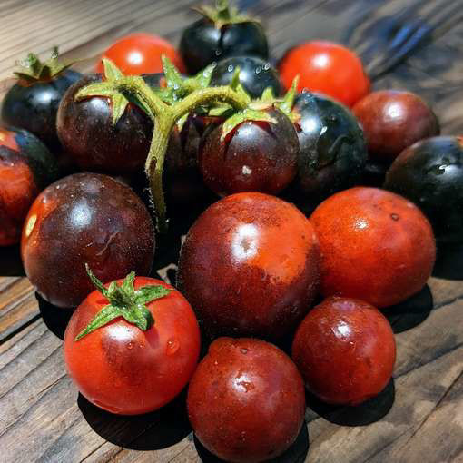 Inkspot Micro Dwarf Tomato-Meraki Seeds