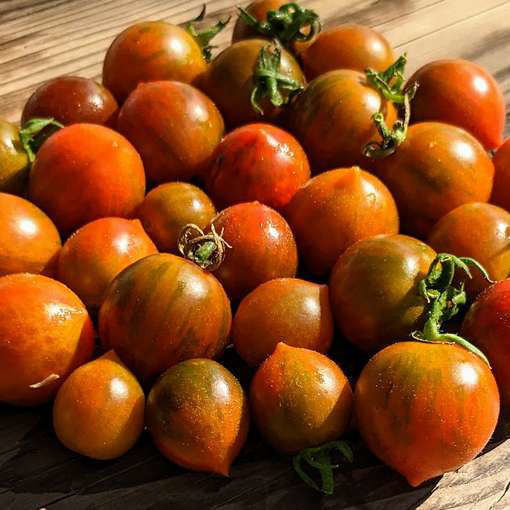 Loi’s Baby Tiger Micro Dwarf Tomato-Meraki Seeds