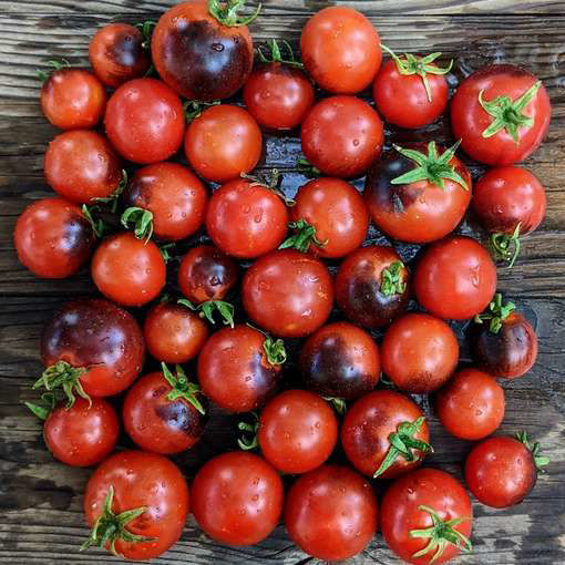 Micro Purple Tartufo Tomato-Meraki Seeds