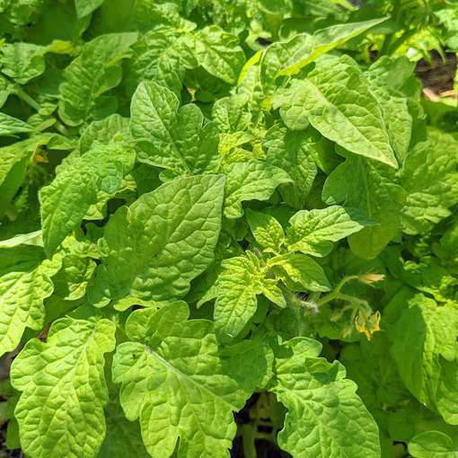 Tigret Red Tomato-Meraki Seeds