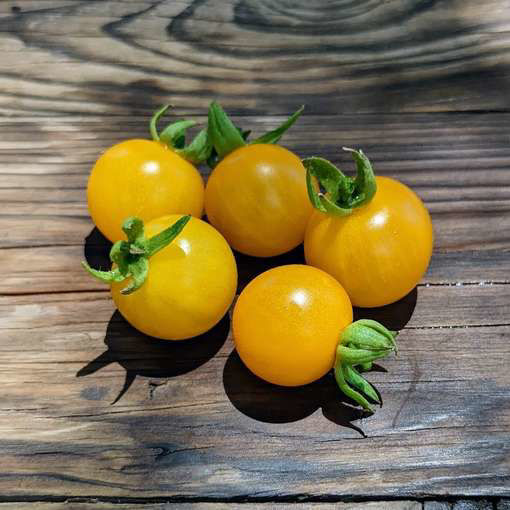 Window Box Yellow Tomato-Meraki Seeds