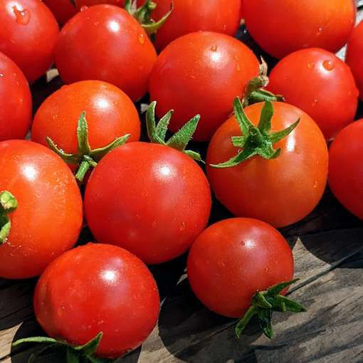 Spiriditis Micro Dwarf Tomato-Meraki Seeds