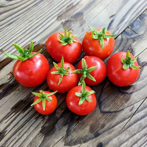Spunky Bird Micro Dwarf Tomato-Meraki Seeds