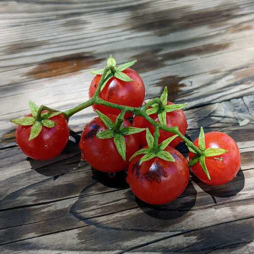 Superbunny Micro Dwarf Tomato-Meraki Seeds