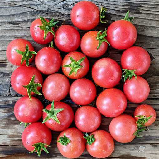 Sweet & Neat Red Micro Dwarf Tomato-Meraki Seeds