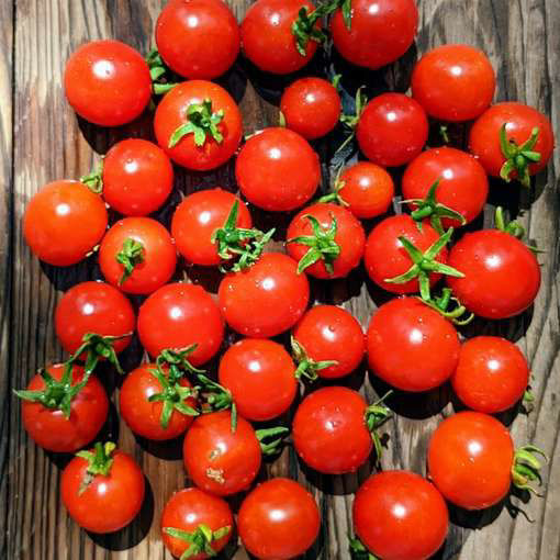 Sweet & Neat Scarlet Micro Dwarf Tomato-Meraki Seeds
