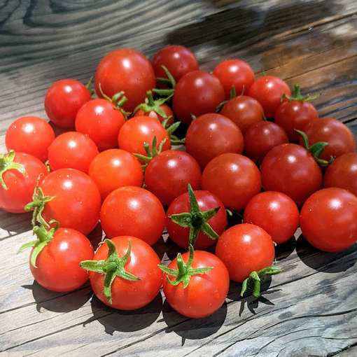 Sweet & Neat Scarlet Micro Dwarf Tomato-Meraki Seeds