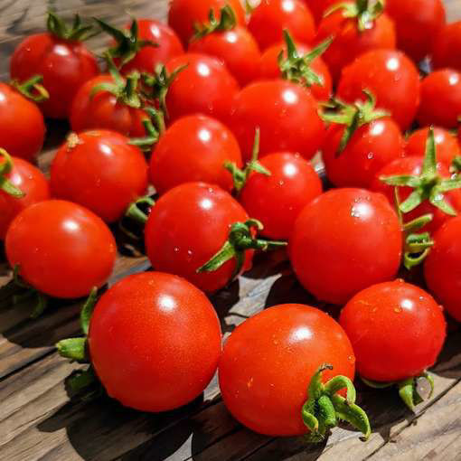 Sweet & Neat Scarlet Micro Dwarf Tomato-Meraki Seeds