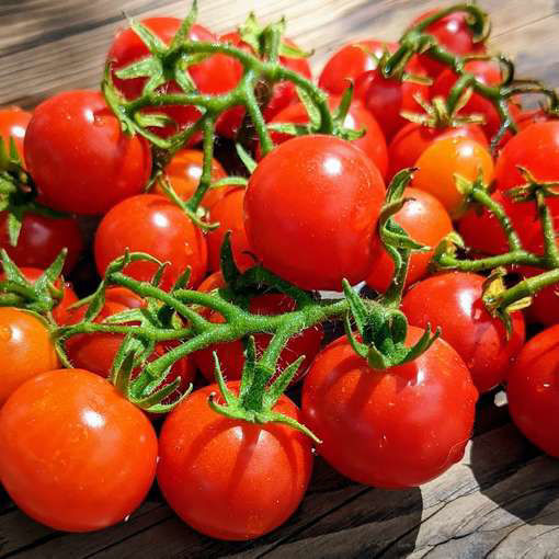 Sweet & Neat Scarlet Micro Dwarf Tomato-Meraki Seeds