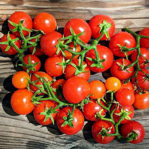 Sweet & Neat Scarlet Micro Dwarf Tomato-Meraki Seeds