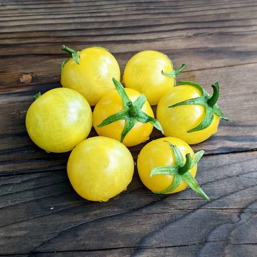 Titmouse Micro Dwarf Tomato-Meraki Seeds