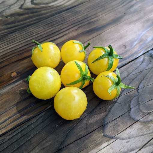 Titmouse Micro Dwarf Tomato-Meraki Seeds