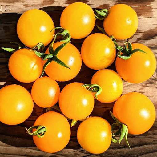 Yellow Budgie Micro Dwarf Tomato-Meraki Seeds