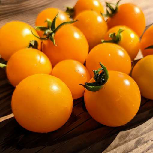 Yellow Budgie Micro Dwarf Tomato-Meraki Seeds