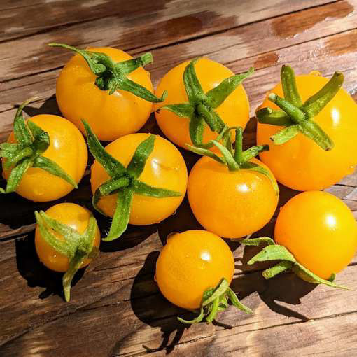 Yellow Micro Micro Dwarf Tomato-Meraki Seeds