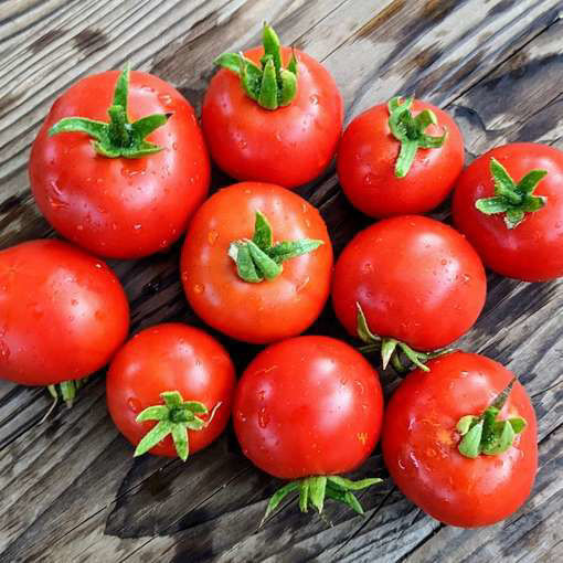 Zuckerbush Micro Dwarf Tomato-Meraki Seeds