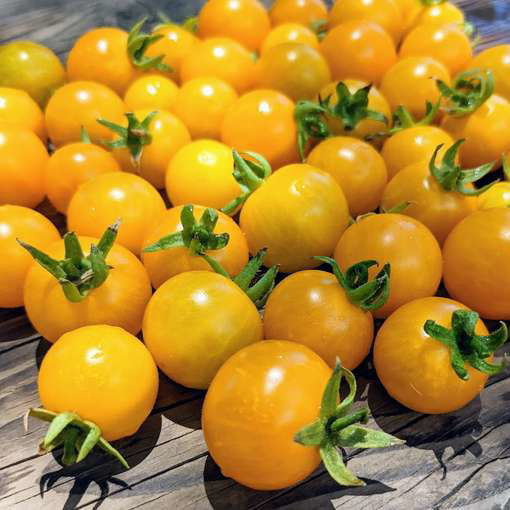 Chello Micro Dwarf Tomato-Meraki Seeds