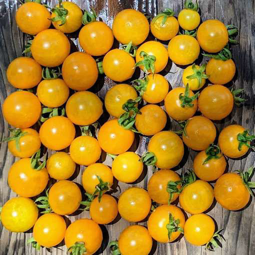 Chello Micro Dwarf Tomato-Meraki Seeds
