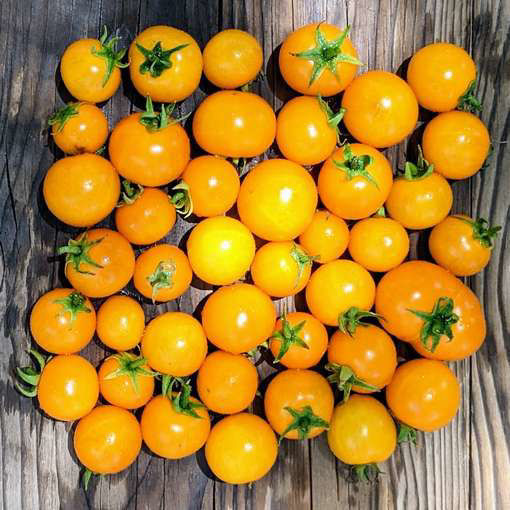Floragold Basket Micro Dwarf Tomato-Meraki Seeds