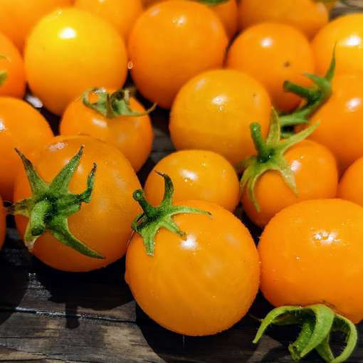 Floragold Basket Micro Dwarf Tomato-Meraki Seeds