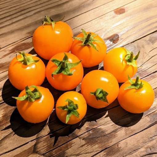 Floragold Basket Micro Dwarf Tomato-Meraki Seeds