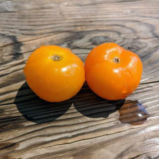 Ola Polka Tomato-Meraki Seeds