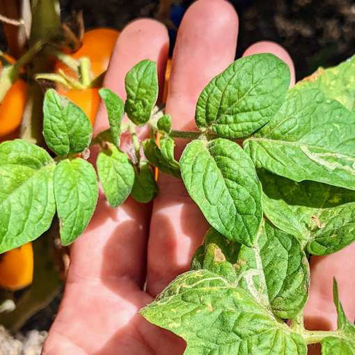 Ola Polka Tomato-Meraki Seeds