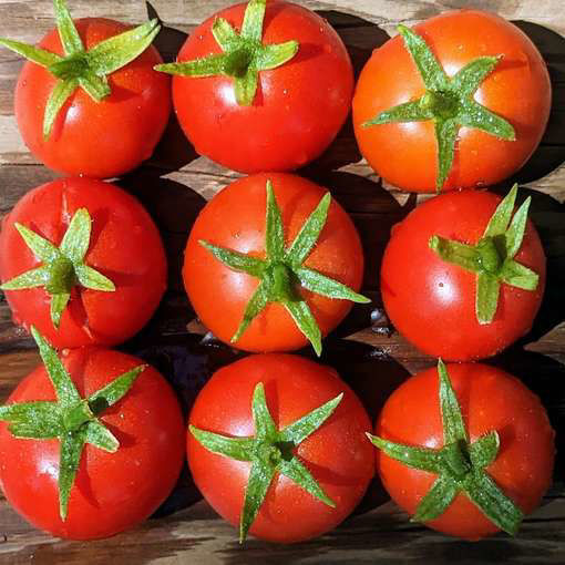 Balkonstar Mini Dwarf Tomato-Meraki Seeds