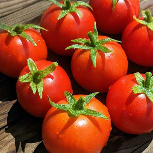Balkonstar Mini Dwarf Tomato-Meraki Seeds