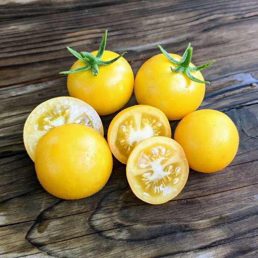 Bunny Hop Mini Dwarf Tomato-Meraki Seeds