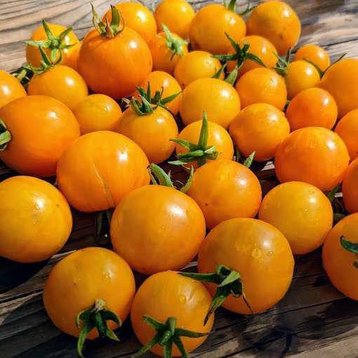 Canary Kiss Mini Dwarf Tomato-Meraki Seeds