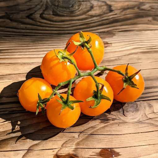 Canary Kiss Mini Dwarf Tomato-Meraki Seeds