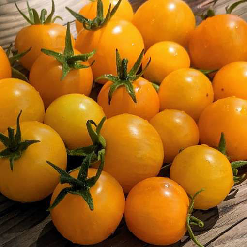 Canary Kiss Mini Dwarf Tomato-Meraki Seeds