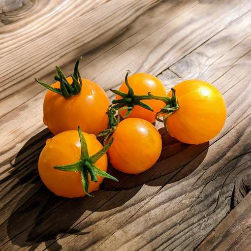 Canary Kiss Mini Dwarf Tomato-Meraki Seeds