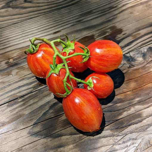 Dynamite Delight Mini Dwarf Tomato-Meraki Seeds