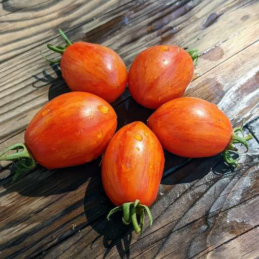 Dynamite Delight Mini Dwarf Tomato-Meraki Seeds