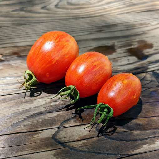 Dynamite Delight Mini Dwarf Tomato-Meraki Seeds