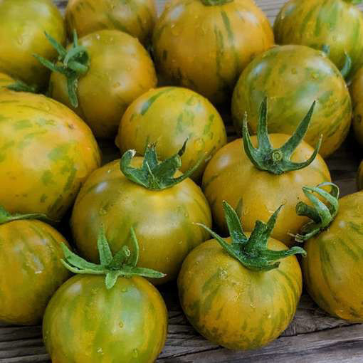 Emerald Flame Mini Dwarf Tomato-Meraki Seeds