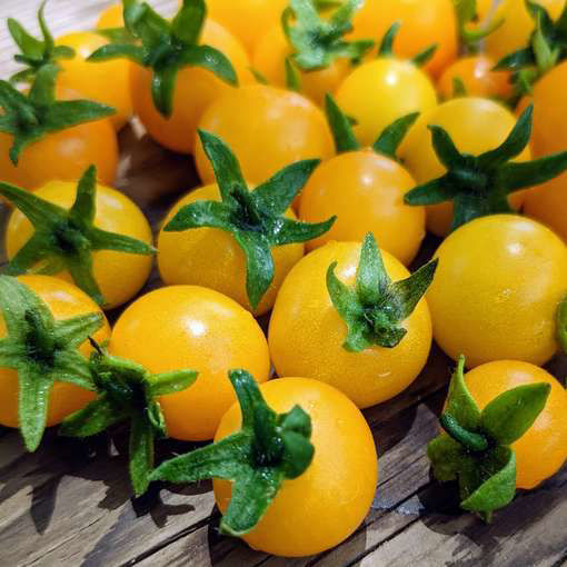 Mikron NK Mini Dwarf Tomato-Meraki Seeds
