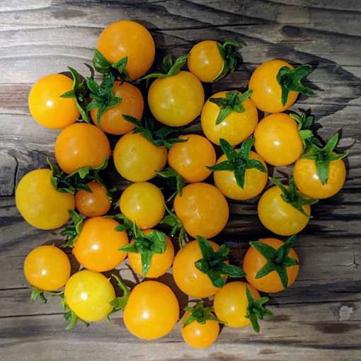 Mikron NK Mini Dwarf Tomato-Meraki Seeds