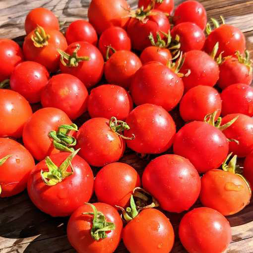 Polarnye Mini Dwarf Tomato-Meraki Seeds