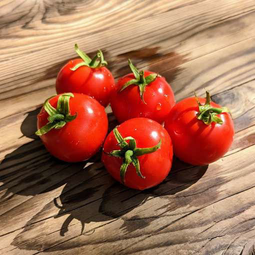 Polarnye Mini Dwarf Tomato-Meraki Seeds