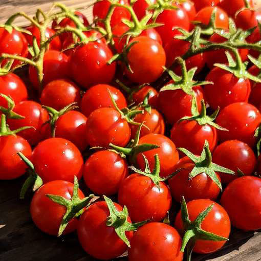 Pugovka Mini Dwarf Tomato-Meraki Seeds